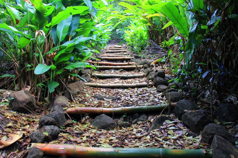 Grand Etang National Park & Forest Reserve - Grenada Tourism Authority