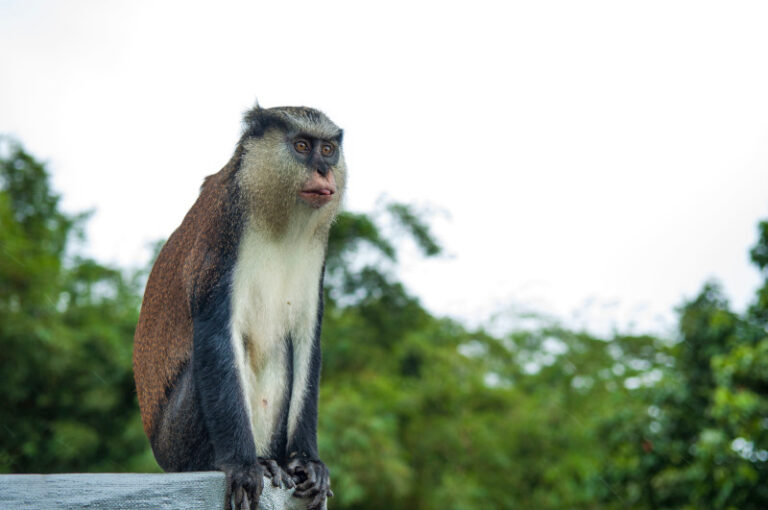 Grand Etang National Park & Forest Reserve - Grenada Tourism Authority