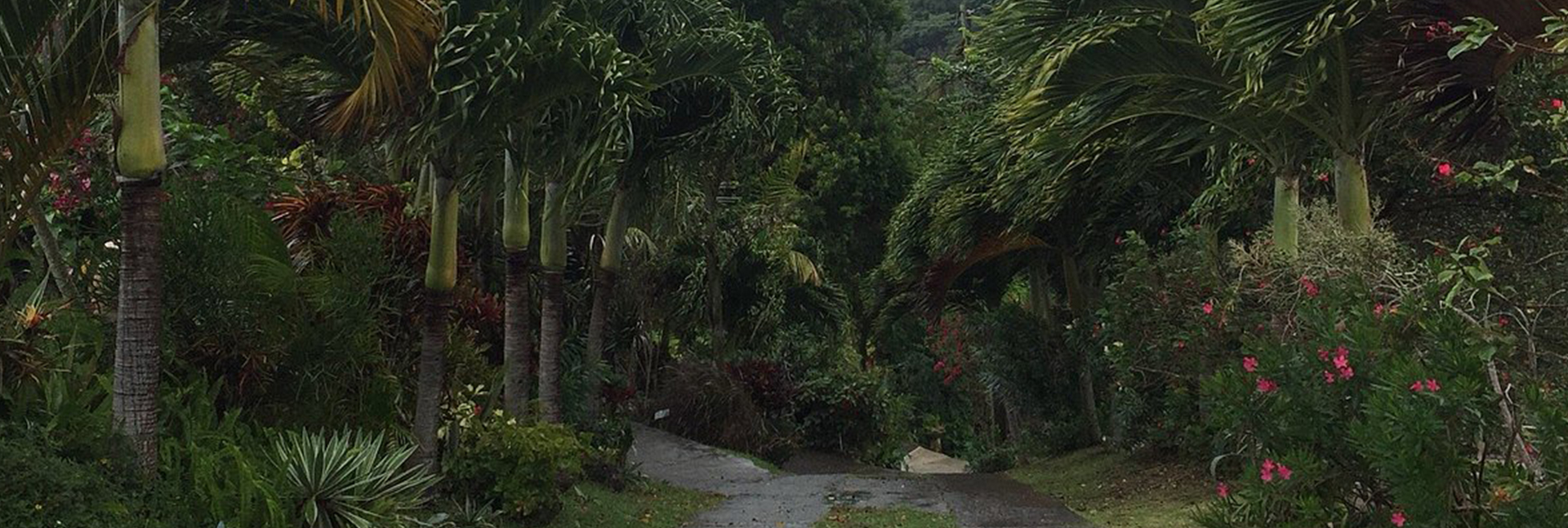 Palm Tree Gardens - Grenada Tourism Authority